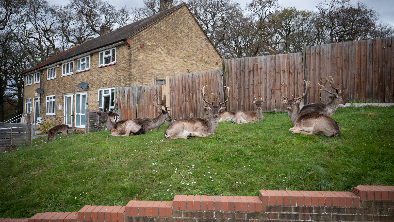 12 Photos Of Animals Taking Over Towns And Cities On Lockdown
