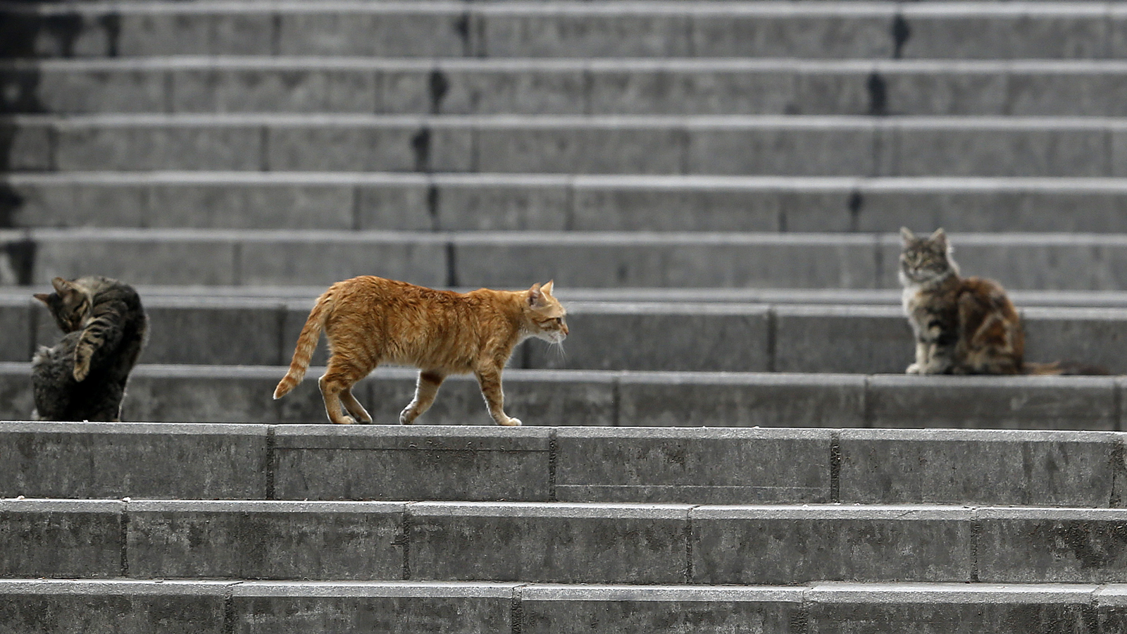 12 Photos Of Animals Taking Over Towns And Cities On Lockdown