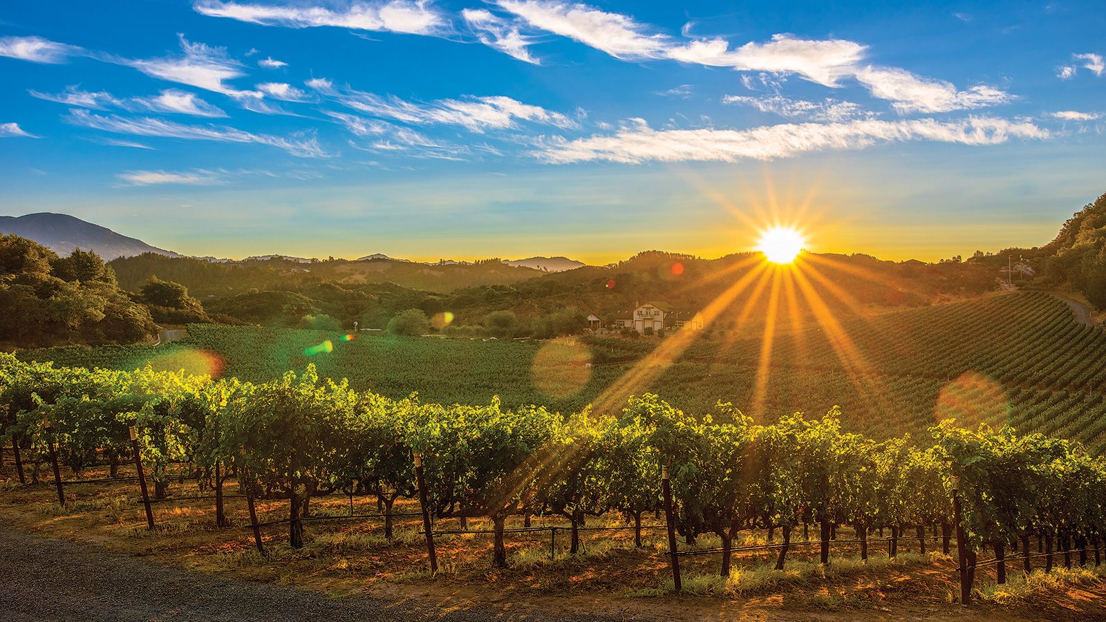 Why to consider investing in a vineyard